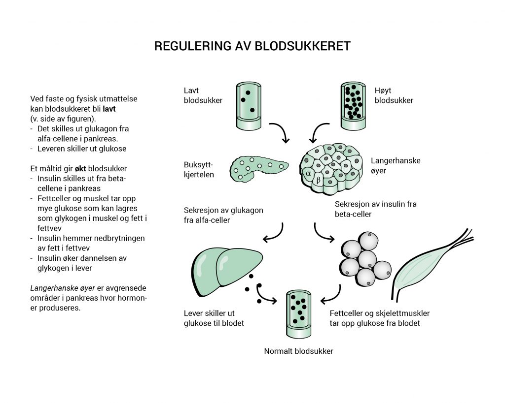 Insulin og glukagon er viktige for blodsukkeret | Bodymarkers