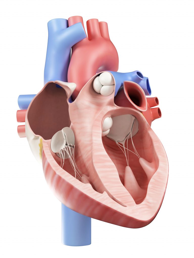 Hjerte- og karsystemet | Bodymarkers